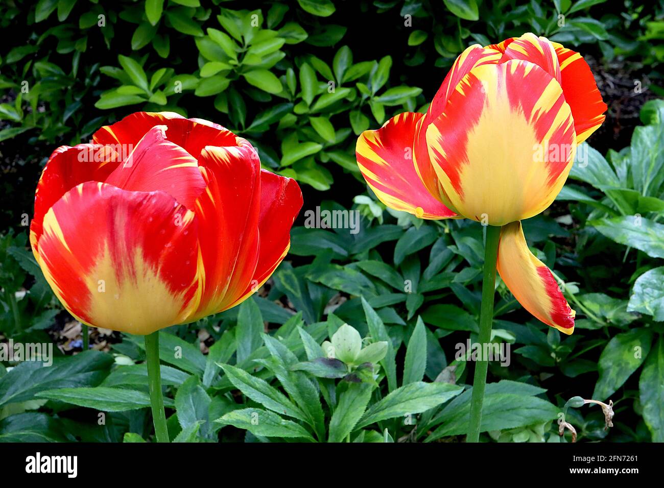 Dicke rote streifen -Fotos und -Bildmaterial in hoher Auflösung – Alamy