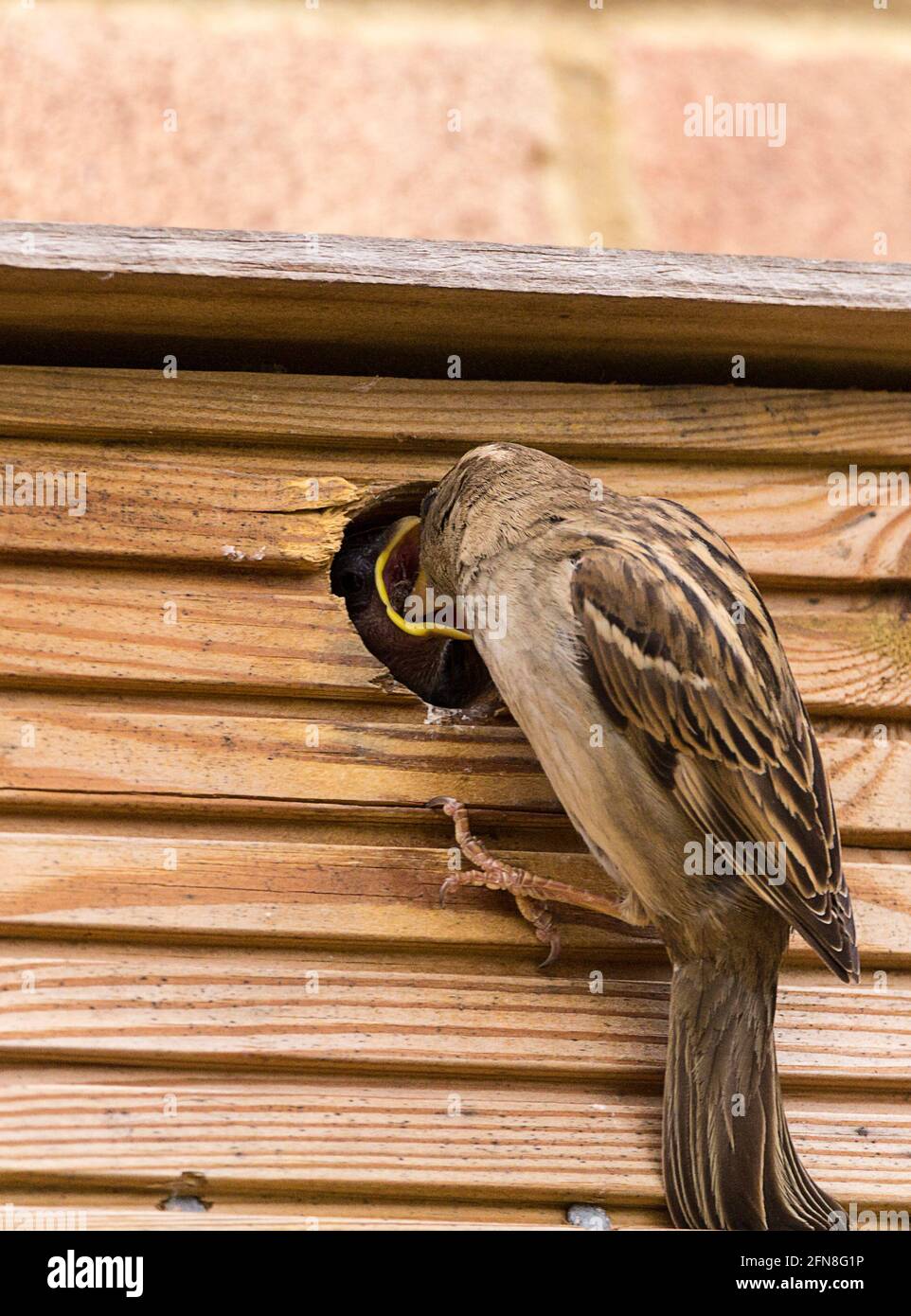 Haus Sparrow Passer domesticus Fütterung Küken in Nistkasten in der ...