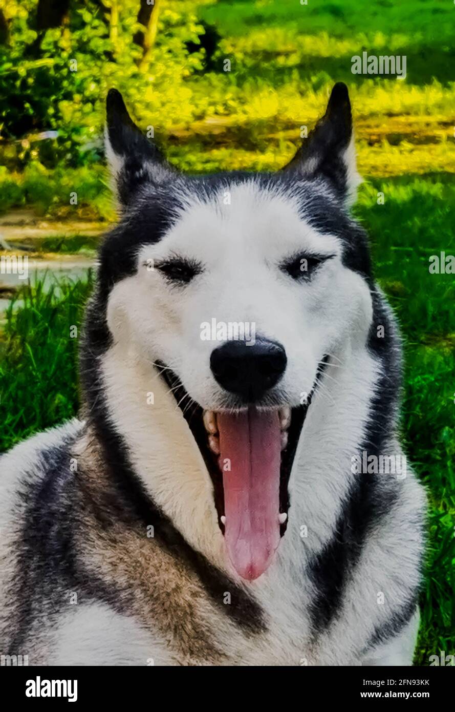 Lustiger husky -Fotos und -Bildmaterial in hoher Auflösung – Alamy