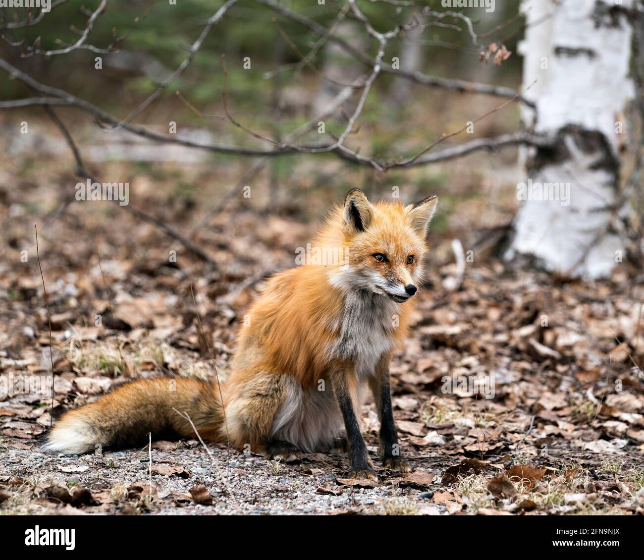 Rotfuchs postkarte tierfoto -Fotos und -Bildmaterial in hoher Auflösung ...