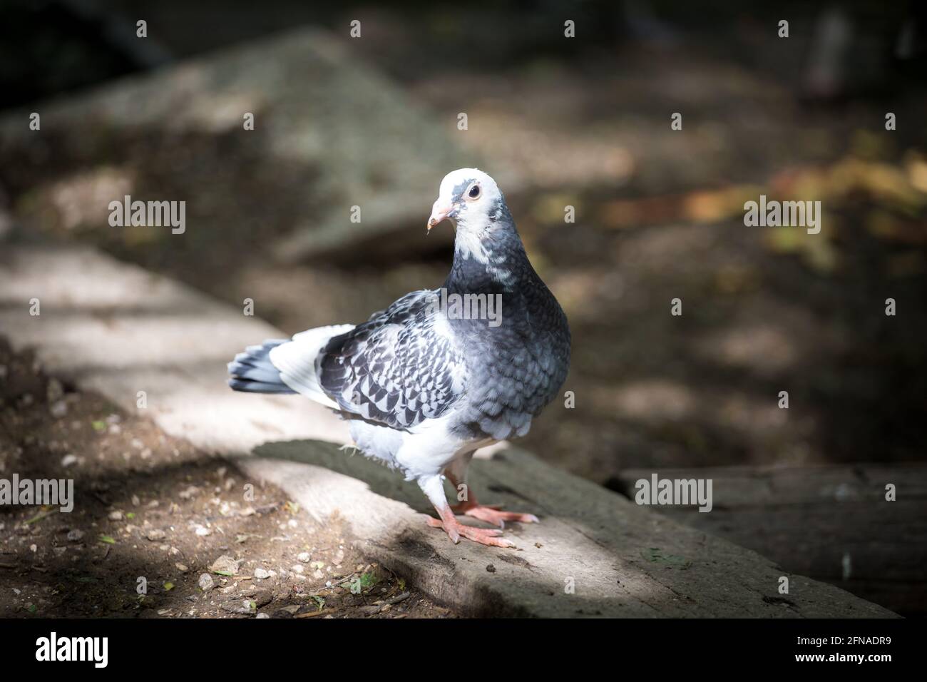Weiße brieftaube -Fotos und -Bildmaterial in hoher Auflösung – Alamy