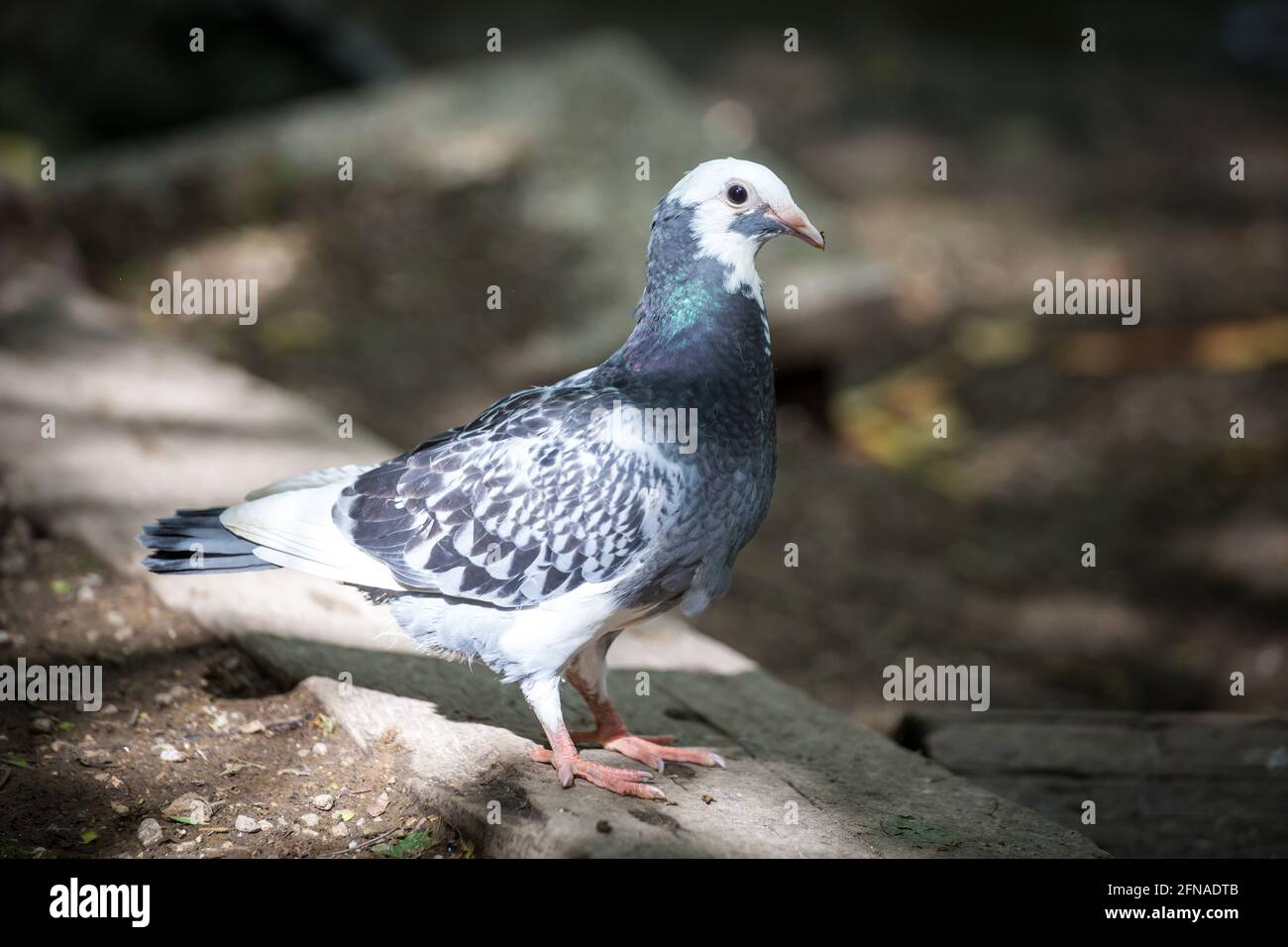 Weiße brieftaube -Fotos und -Bildmaterial in hoher Auflösung – Alamy