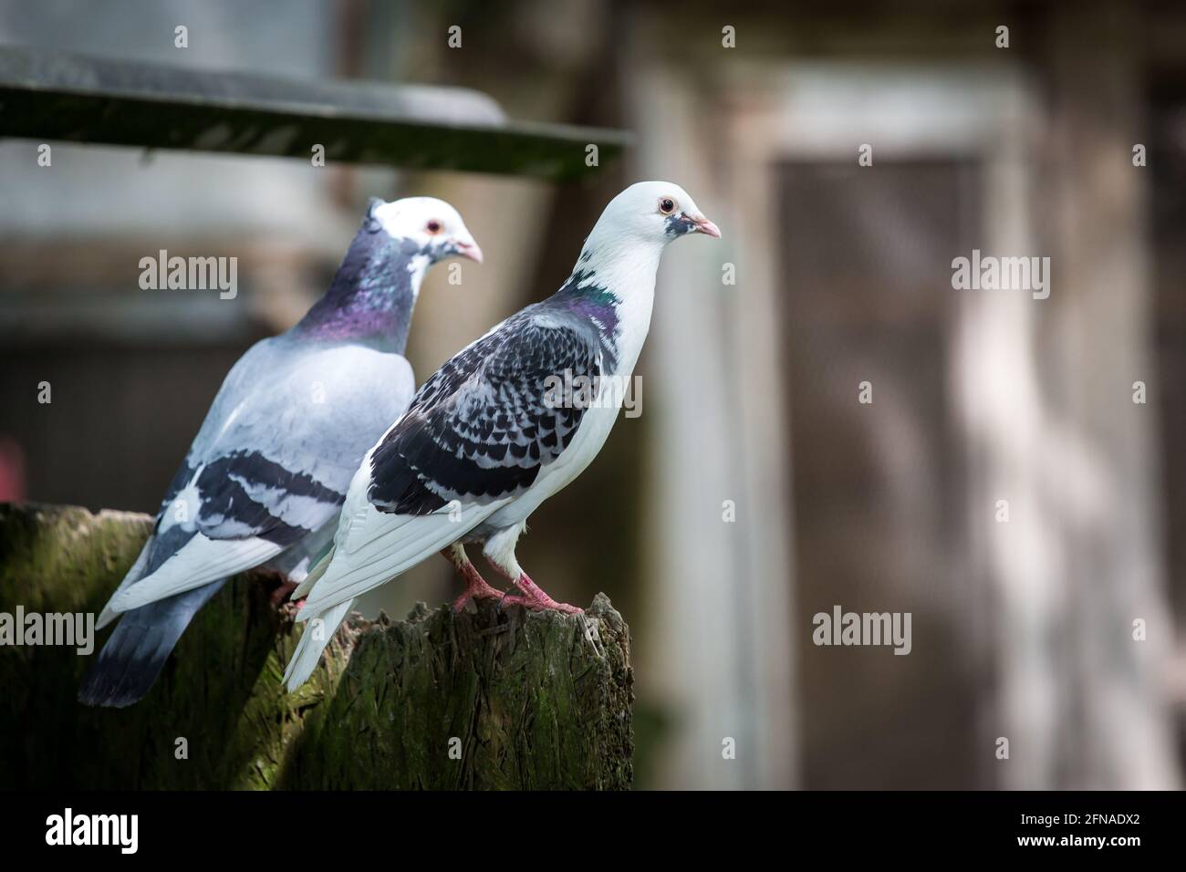 Brieftaube columba livia f domestica -Fotos und -Bildmaterial in hoher ...