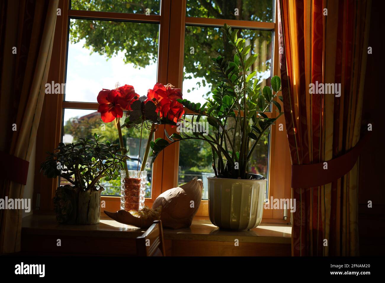Topfbegonien auf einer fensterbank -Fotos und -Bildmaterial in hoher Auflösung – Alamy