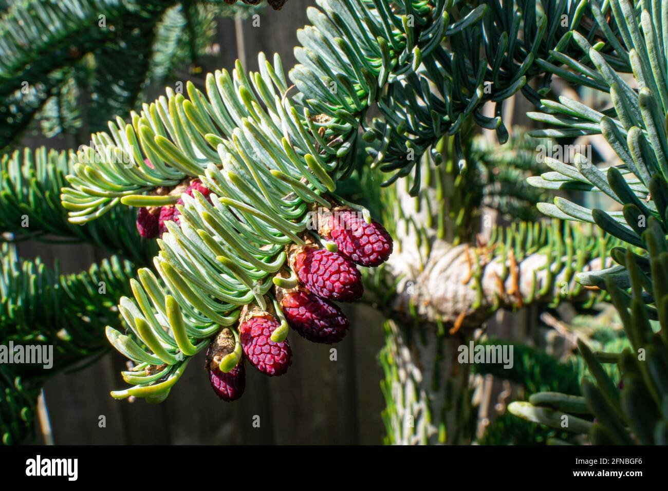 Noble fir abies procera -Fotos und -Bildmaterial in hoher Auflösung – Alamy