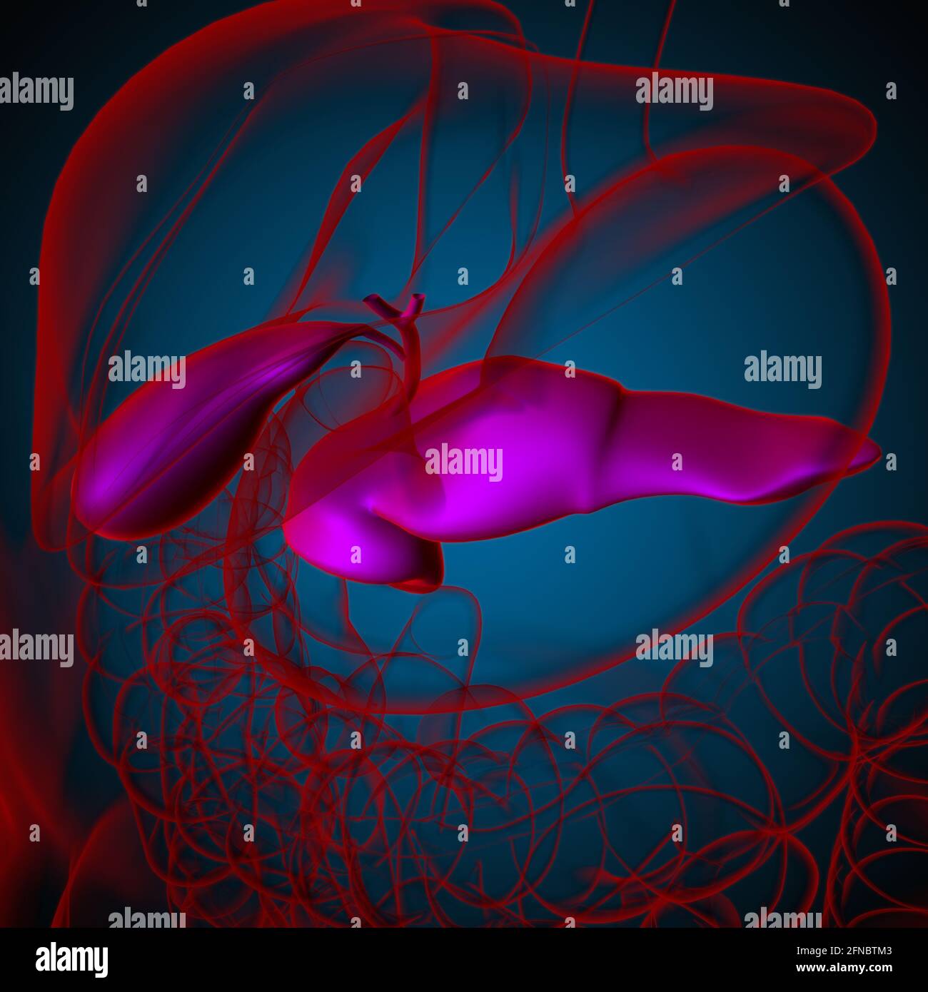 Gallenblase Human Digestive System Anatomie für medizinisches Konzept ...