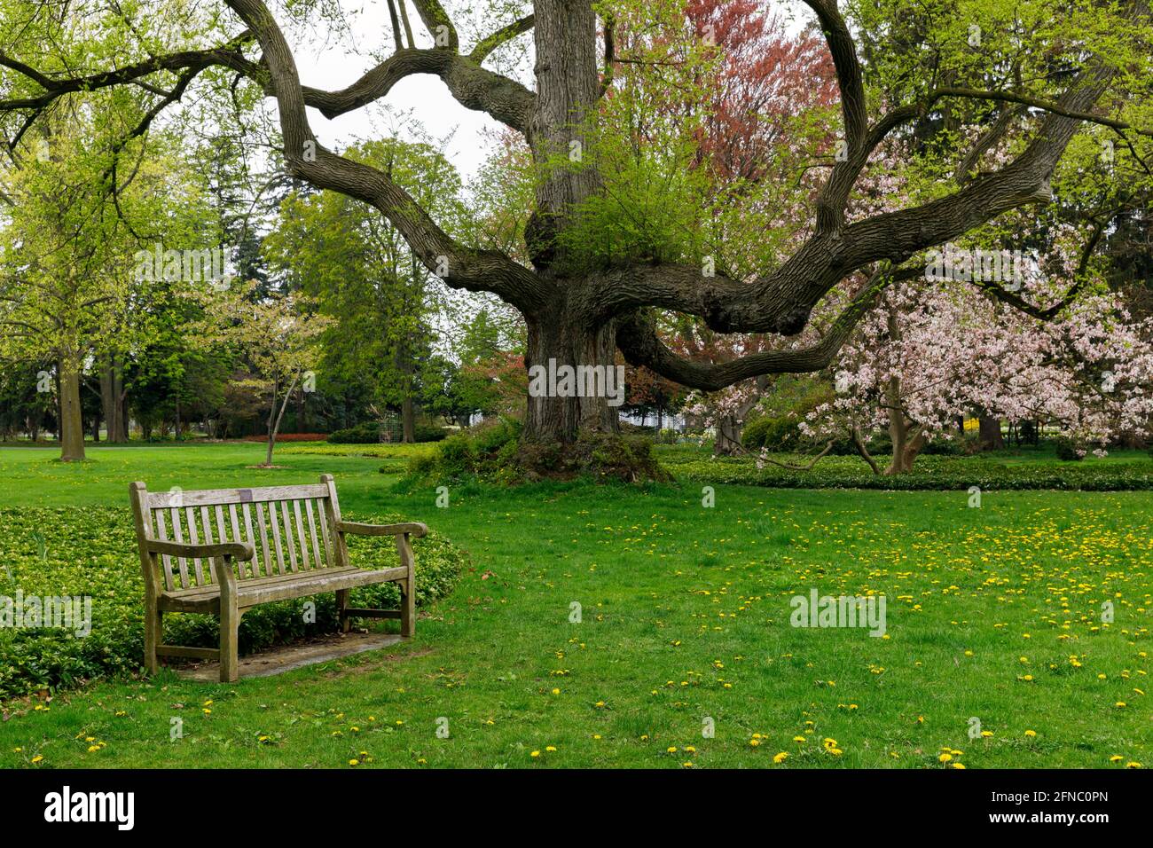Bank baum garten frühling -Fotos und -Bildmaterial in hoher Auflösung ...