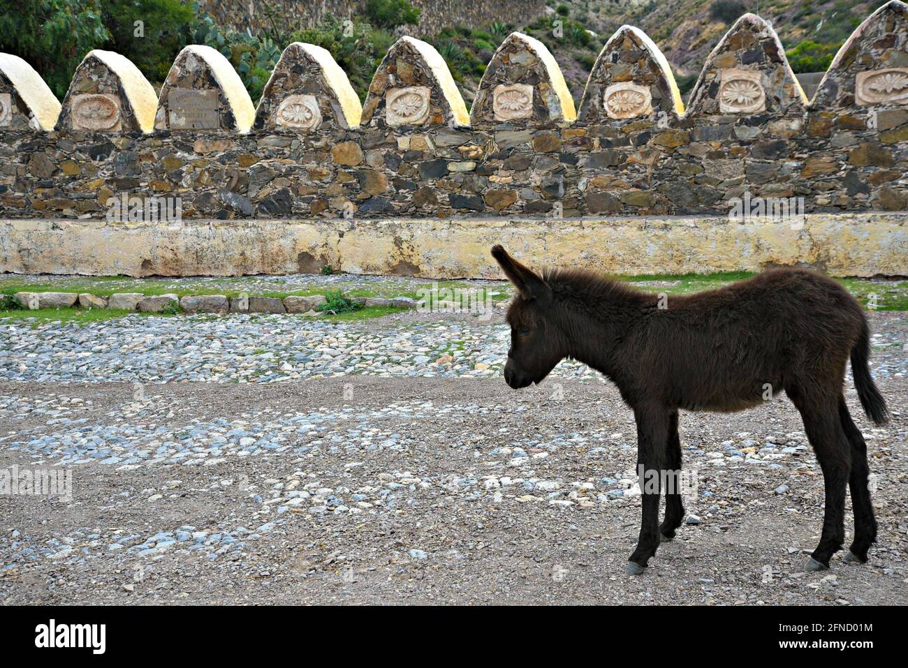 Baby Esel auf dem Gelände der Capilla De La Virgen De Guadalupe aus dem ...