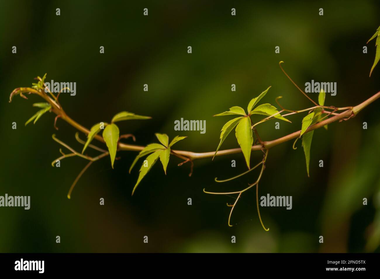 Weinranke rebe blatt -Fotos und -Bildmaterial in hoher Auflösung – Alamy