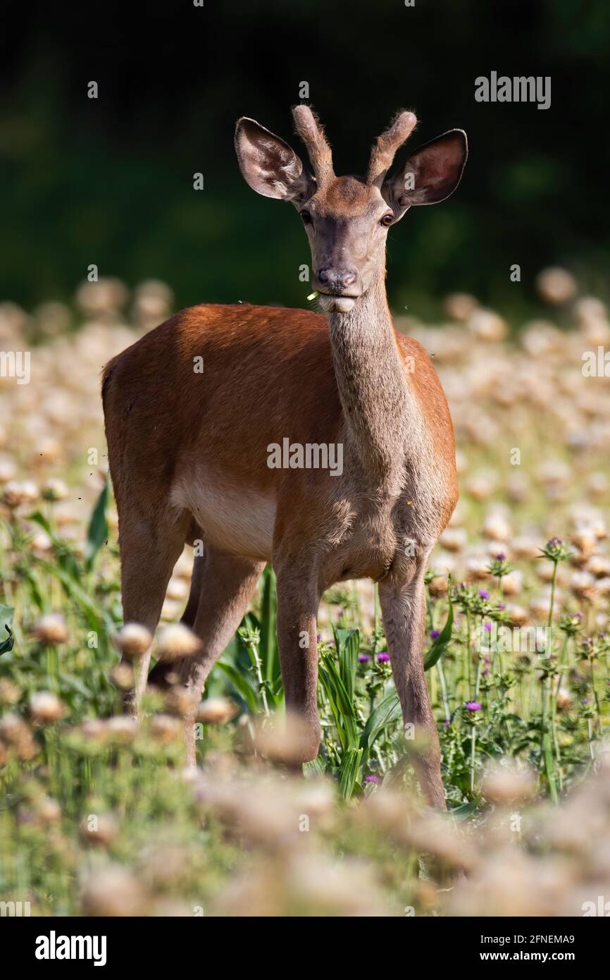 Junge Männchen von Rotwild, die allein im Sommer auf dem Mohn-Feld ...