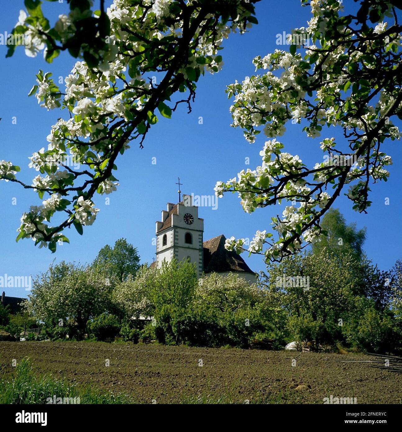 Die spätgotische Kirche St. Johann, das Wahrzeichen von Horn auf der ...