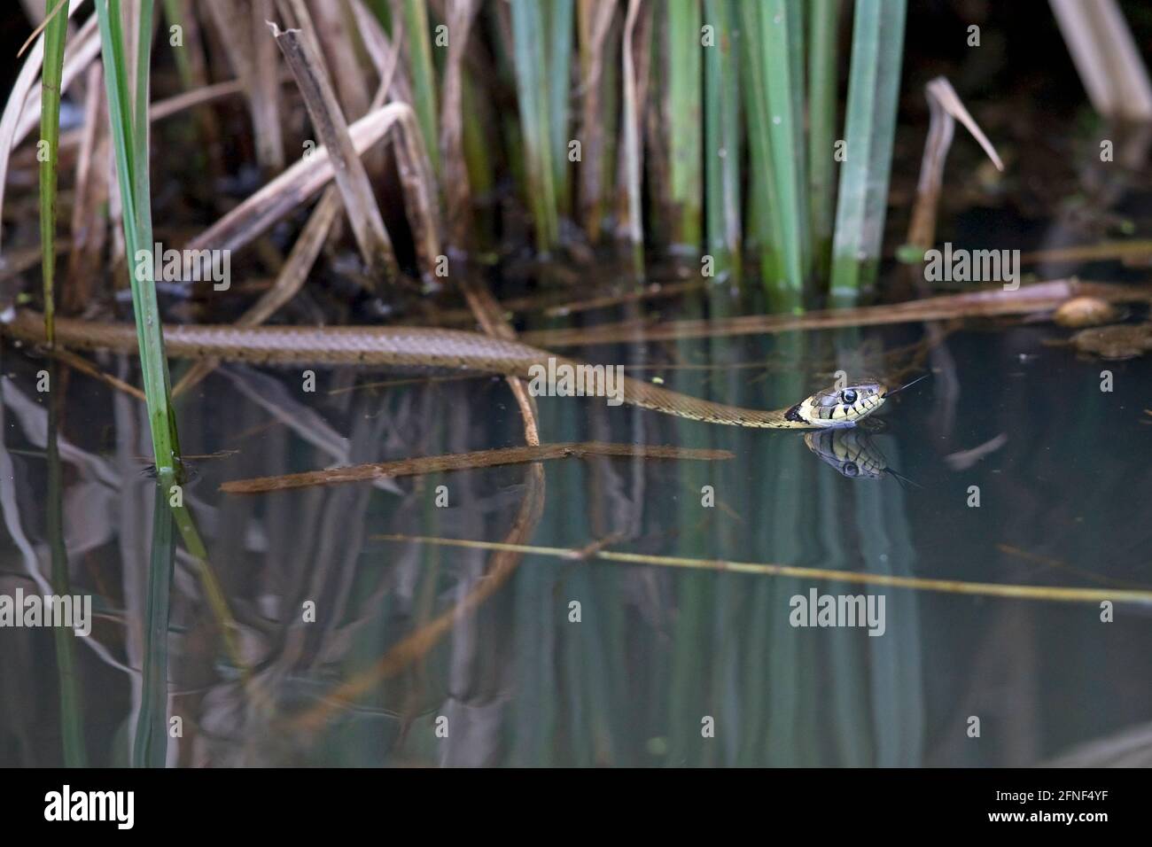 Ringelnatter natrix natrix schwimmend -Fotos und -Bildmaterial in hoher ...