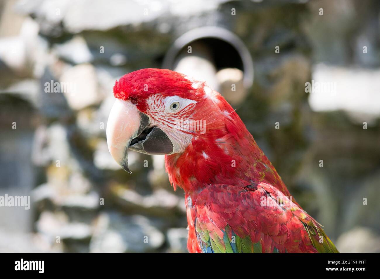 Papagei posiert -Fotos und -Bildmaterial in hoher Auflösung – Alamy