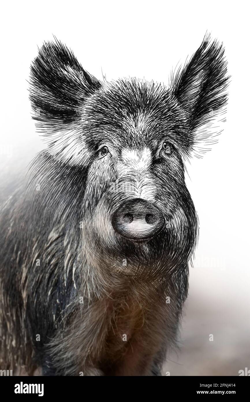 Vector Illustration Wild Boar Cartoon Stockfotos und -bilder Kaufen - Alamy