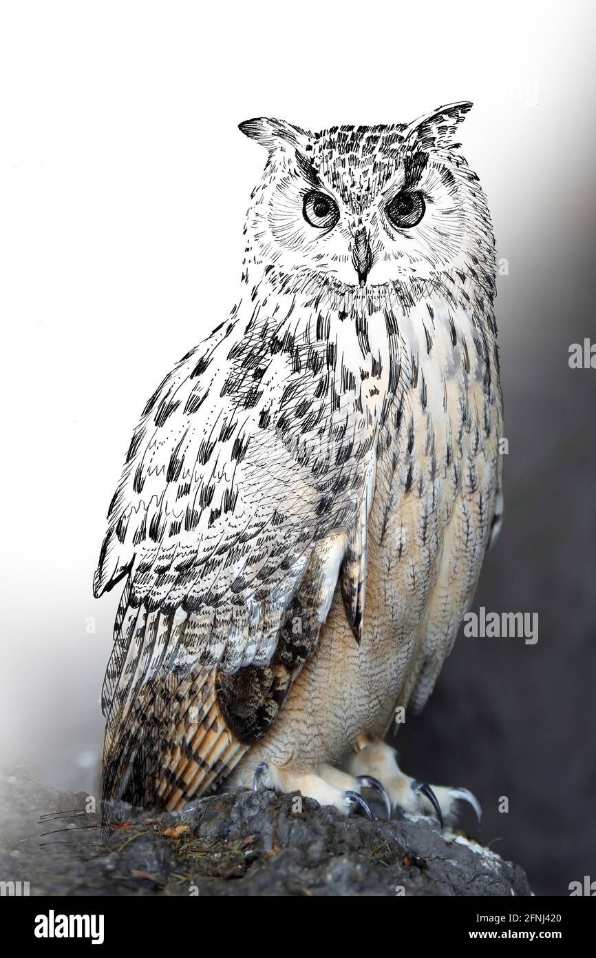 Hand gezeichnete eule -Fotos und -Bildmaterial in hoher Auflösung – Alamy