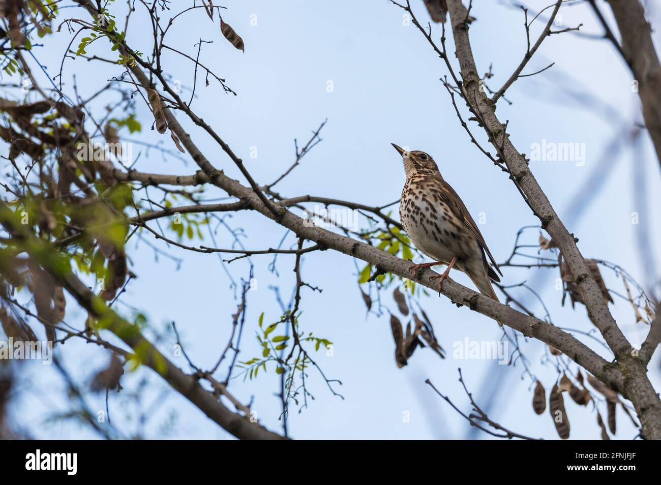 Braune drossel -Fotos und -Bildmaterial in hoher Auflösung – Alamy