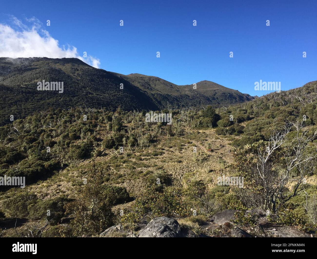 Cerro chirripo national park -Fotos und -Bildmaterial in hoher ...