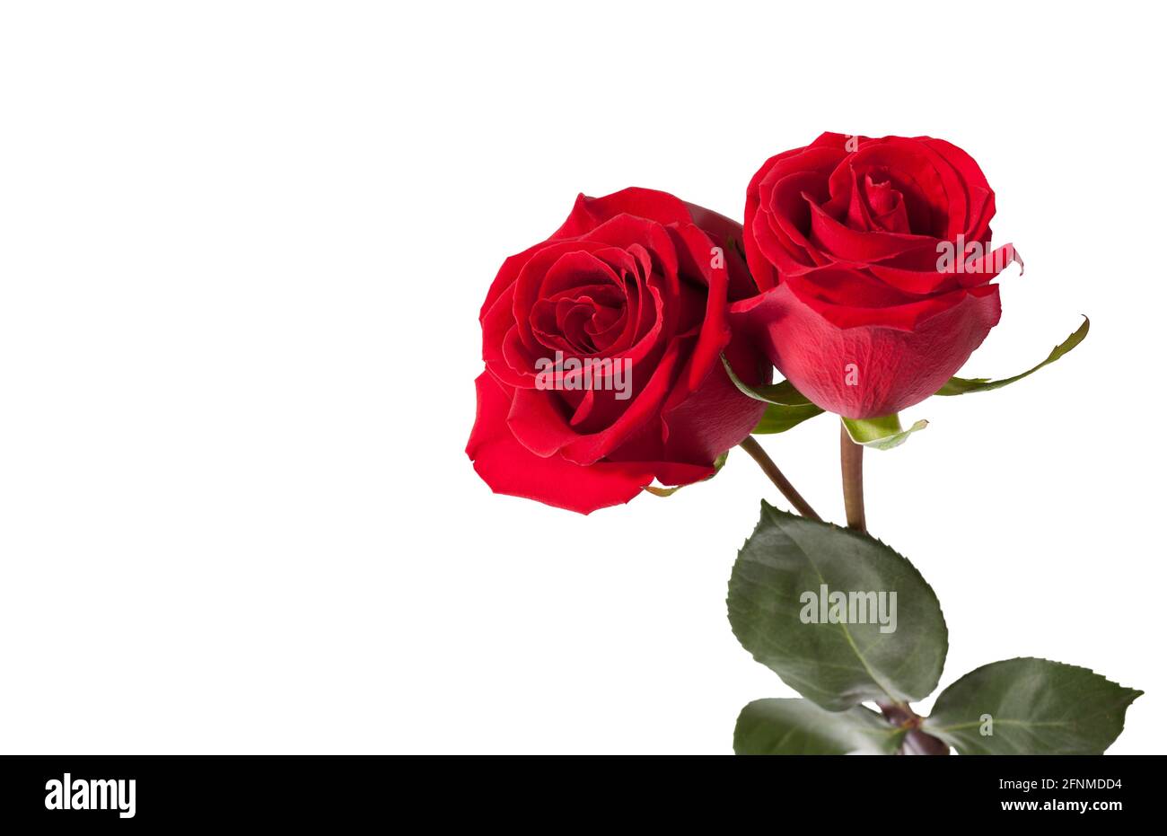 Zwei rote rosen -Fotos und -Bildmaterial in hoher Auflösung – Alamy