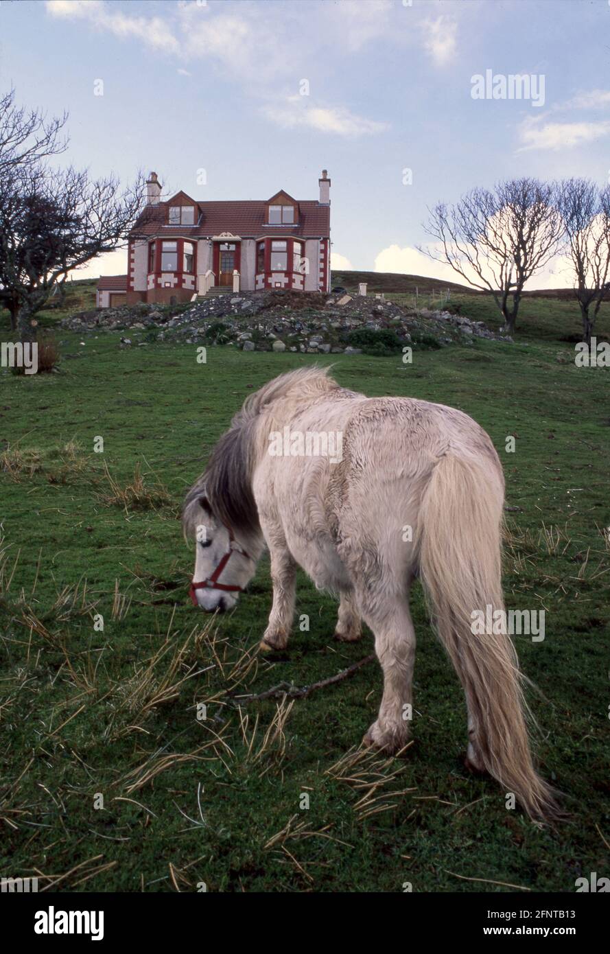 Shetlandinseln ponys -Fotos und -Bildmaterial in hoher Auflösung – Alamy