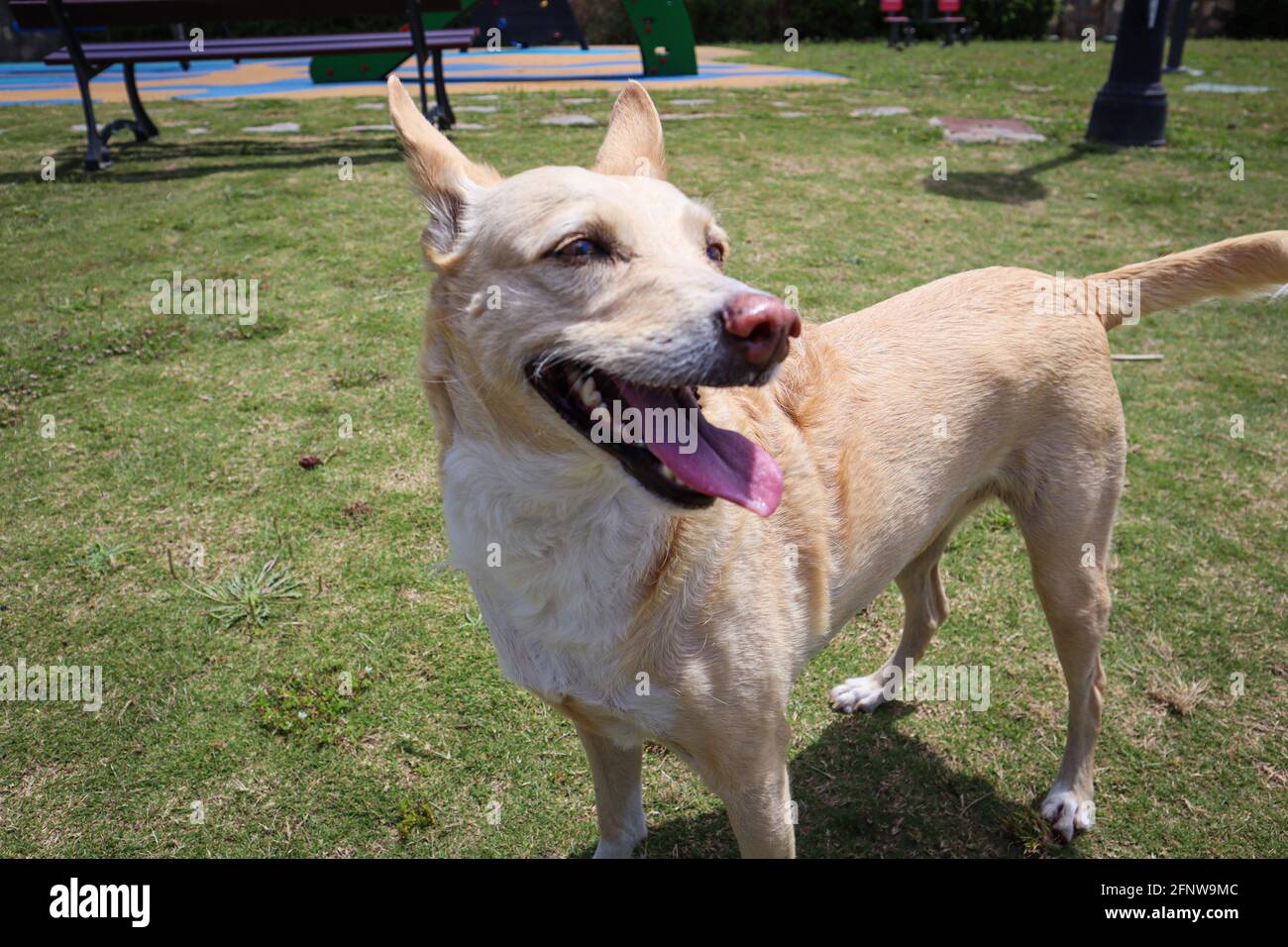 Podenco hund im park -Fotos und -Bildmaterial in hoher Auflösung – Alamy