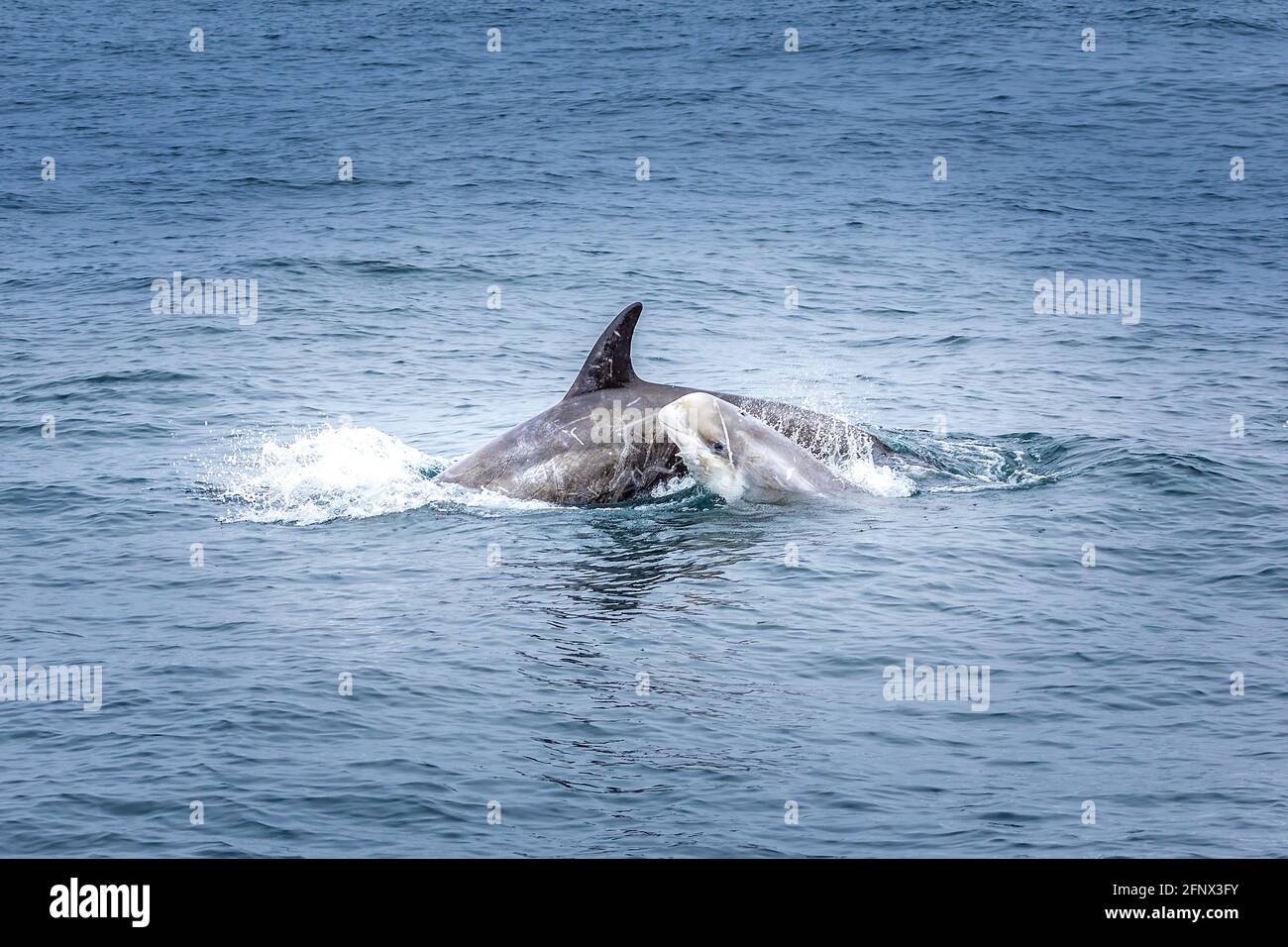 Baby delfin -Fotos und -Bildmaterial in hoher Auflösung – Alamy