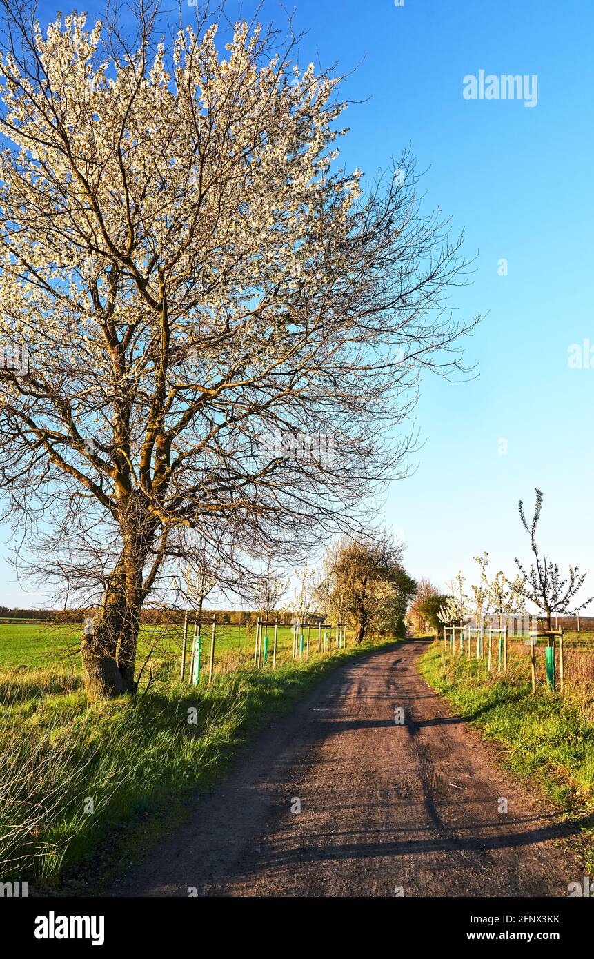 Blühende Obstbäume an einem Feldweg im Frühjahr Polen Stockfotografie ...