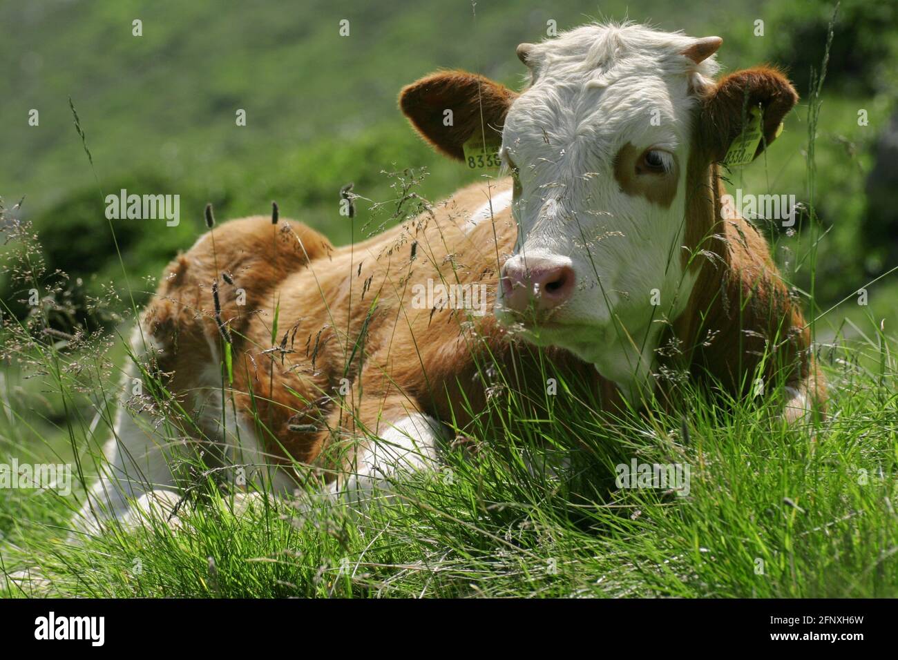 Kalb auf wiese liegend -Fotos und -Bildmaterial in hoher Auflösung – Alamy