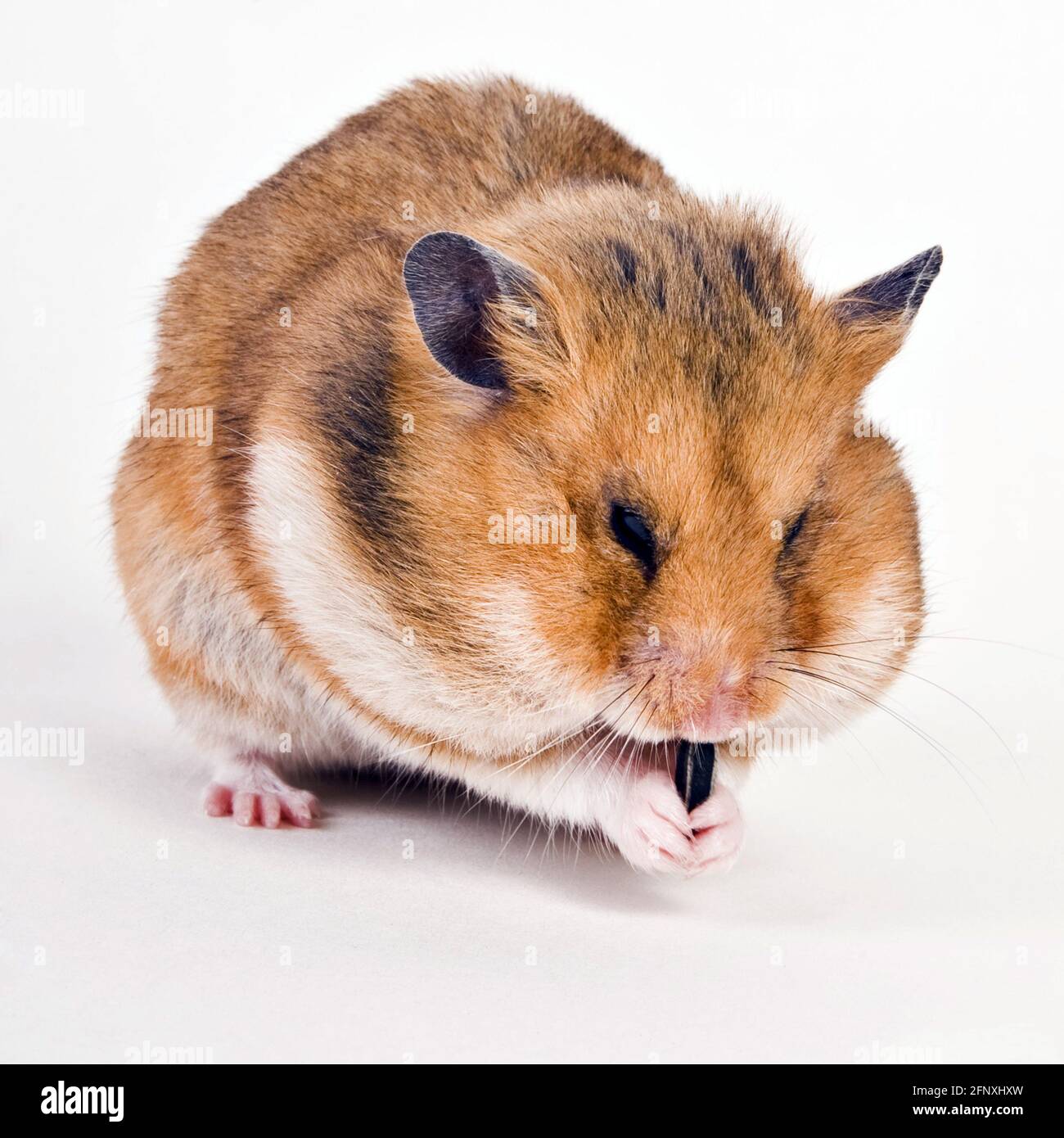 Golden Hamster Mesocricetus Auratus Eating Stockfotos und -bilder ...