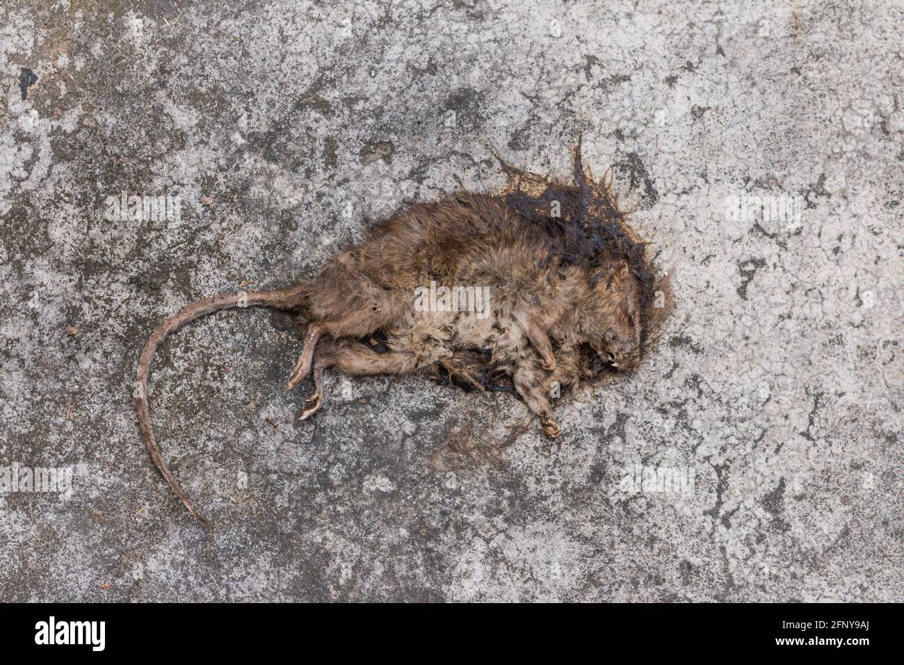 Kranke maus -Fotos und -Bildmaterial in hoher Auflösung – Alamy