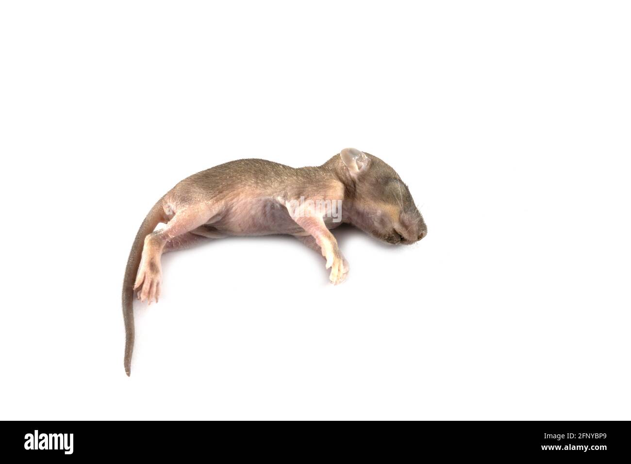 Baby ratten -Fotos und -Bildmaterial in hoher Auflösung – Alamy