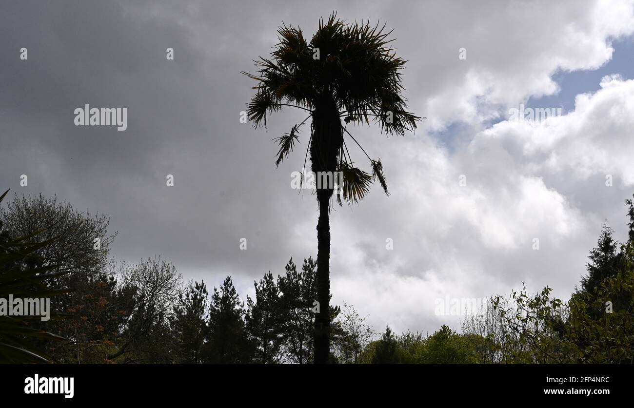 Palm trees silhouette -Fotos und -Bildmaterial in hoher Auflösung – Alamy