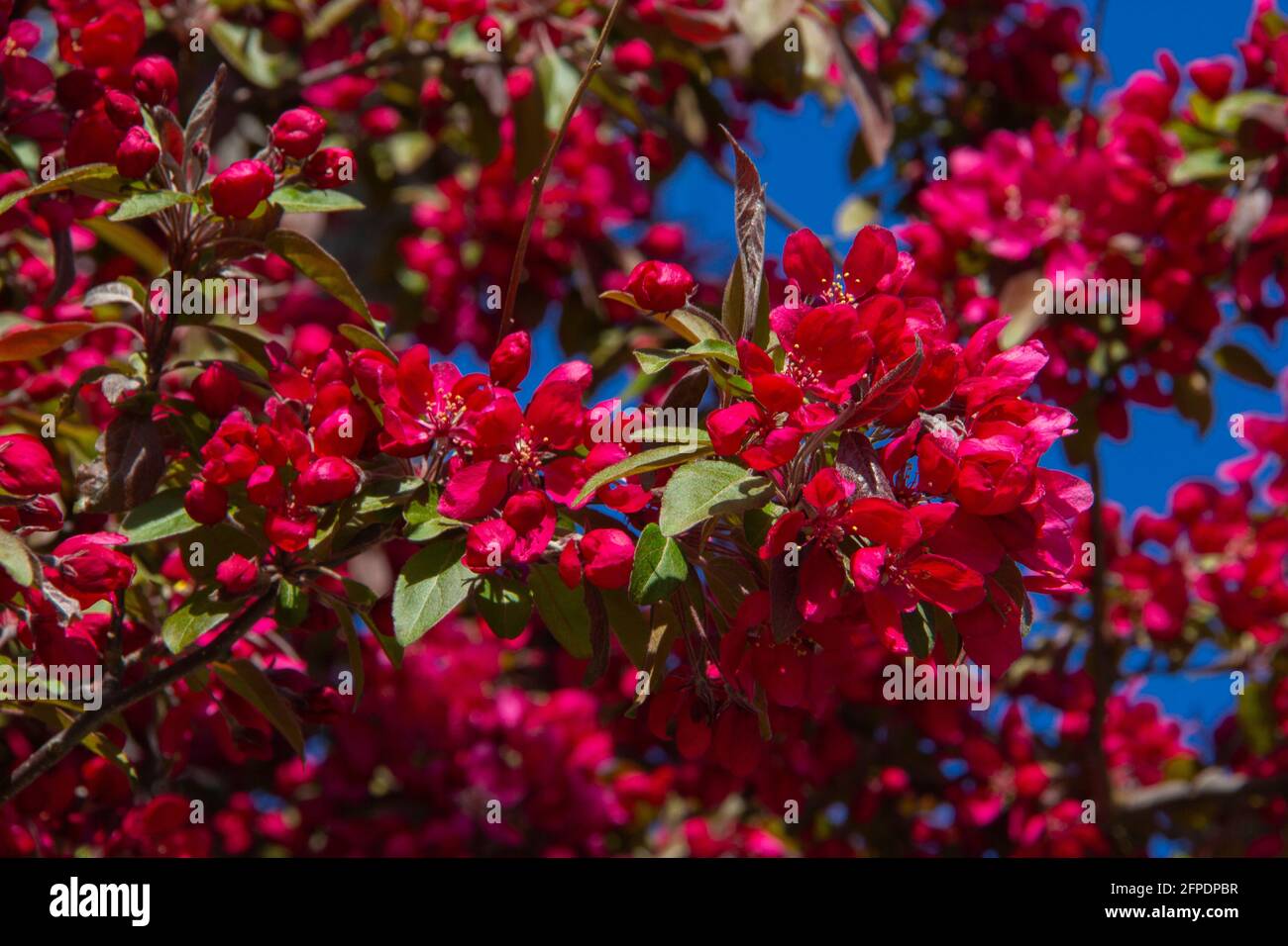 Paradies apfelbaum -Fotos und -Bildmaterial in hoher Auflösung – Alamy
