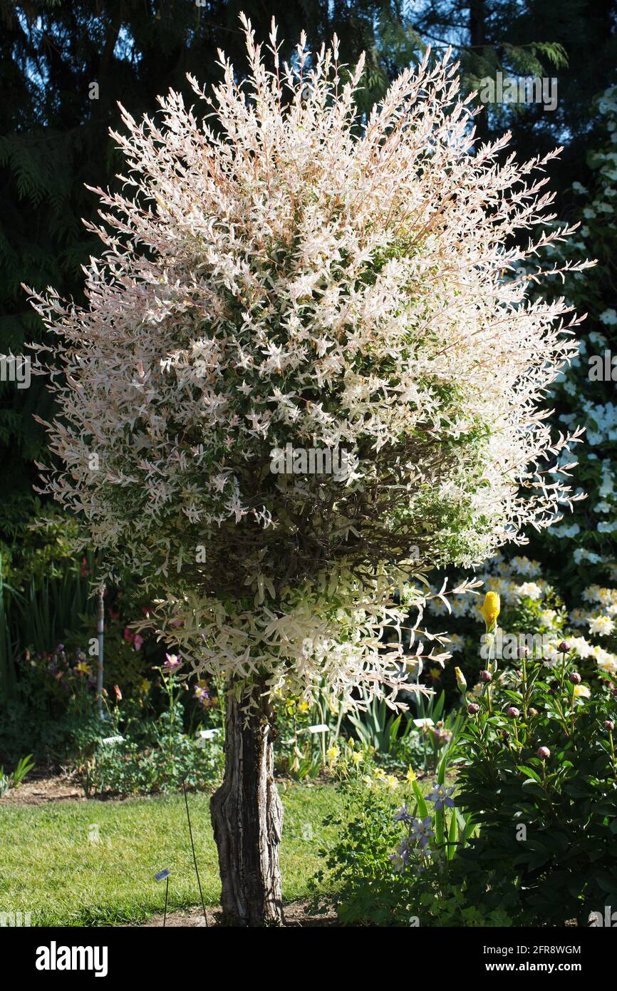 Salix integra 'Hakuro-Nishiki' bedappter Weidenbaum Stockfotografie - Alamy