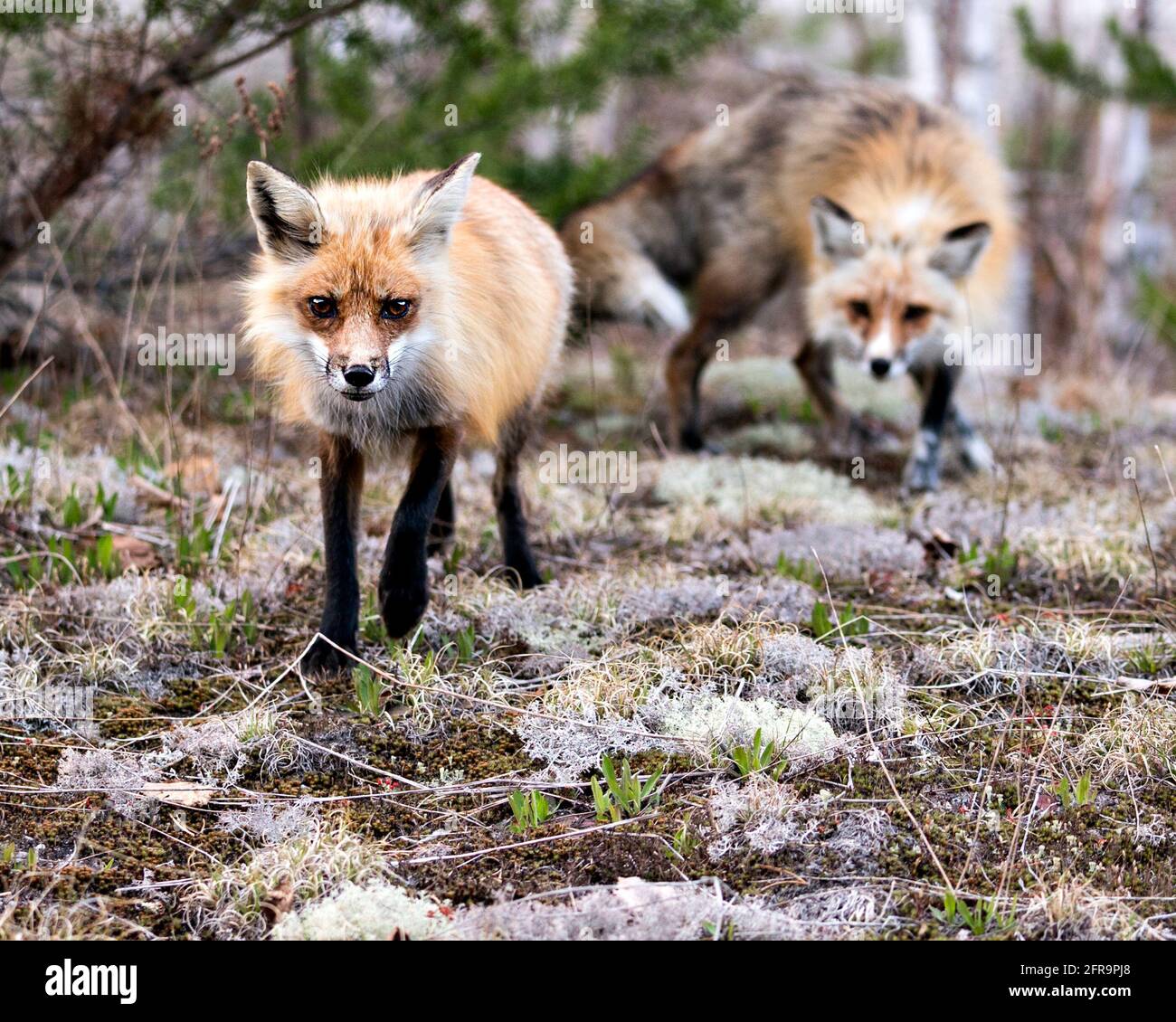 Roter fuchs im wald foto und bild -Fotos und -Bildmaterial in hoher ...