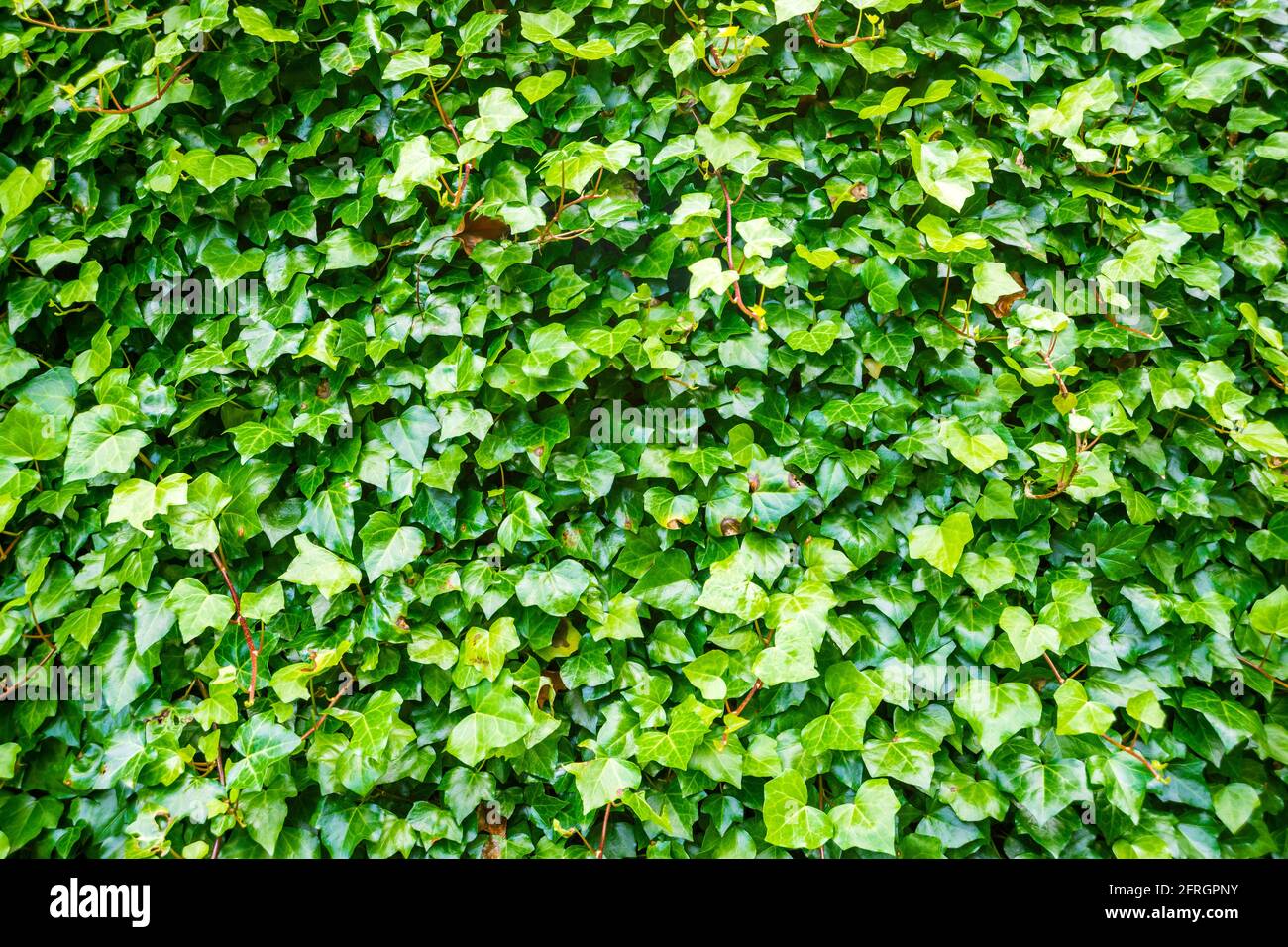 Wanddetail mit efeu -Fotos und -Bildmaterial in hoher Auflösung – Alamy