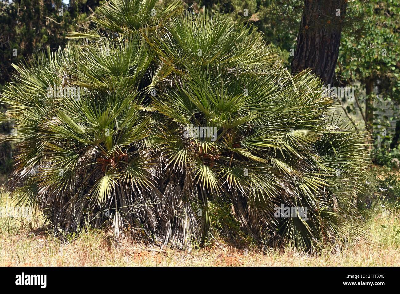 Mediterrane palme chamaerops -Fotos und -Bildmaterial in hoher Auflösung – Alamy