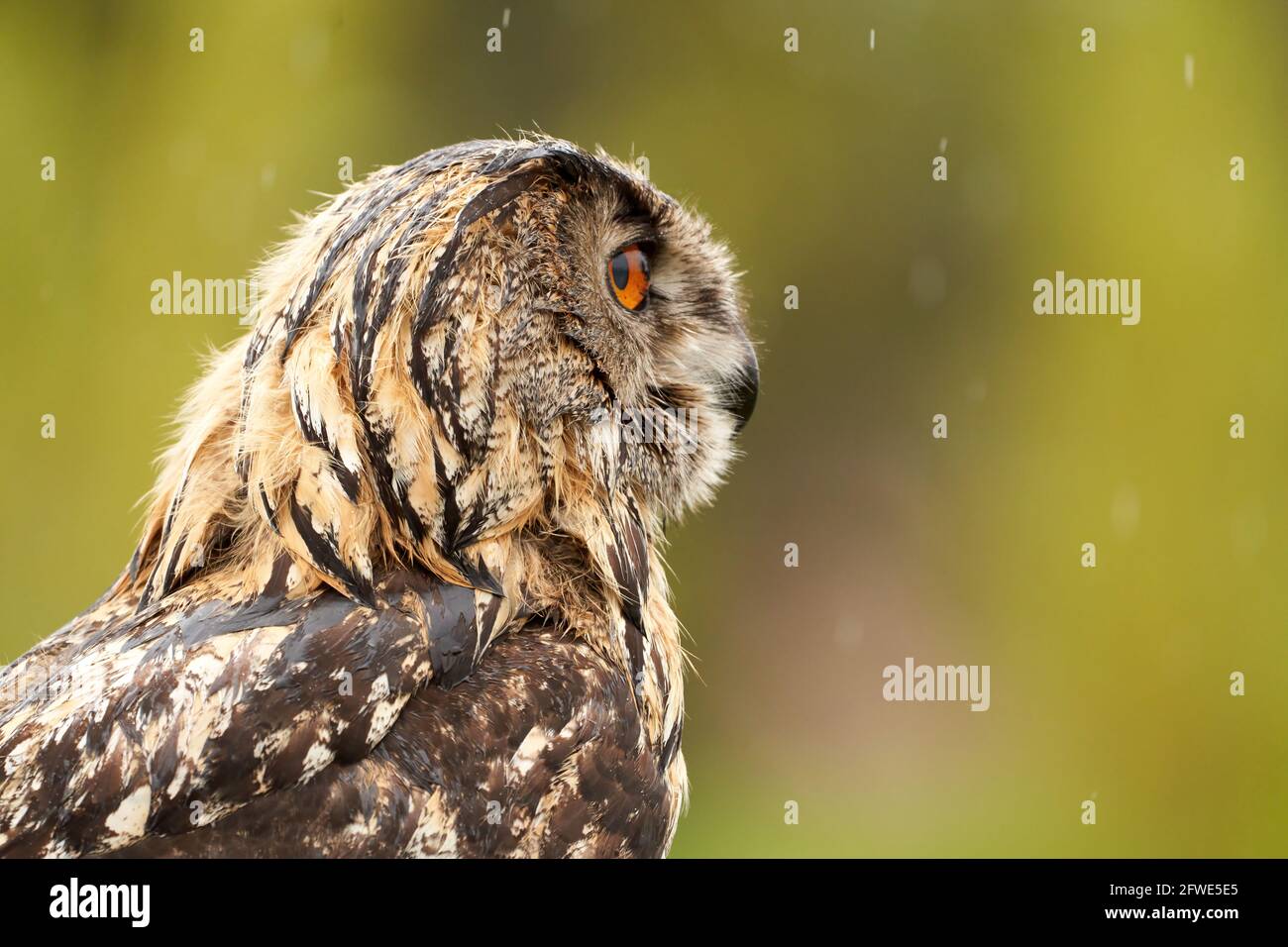 Kopf Der Eule Stockfotos und -bilder Kaufen - Alamy