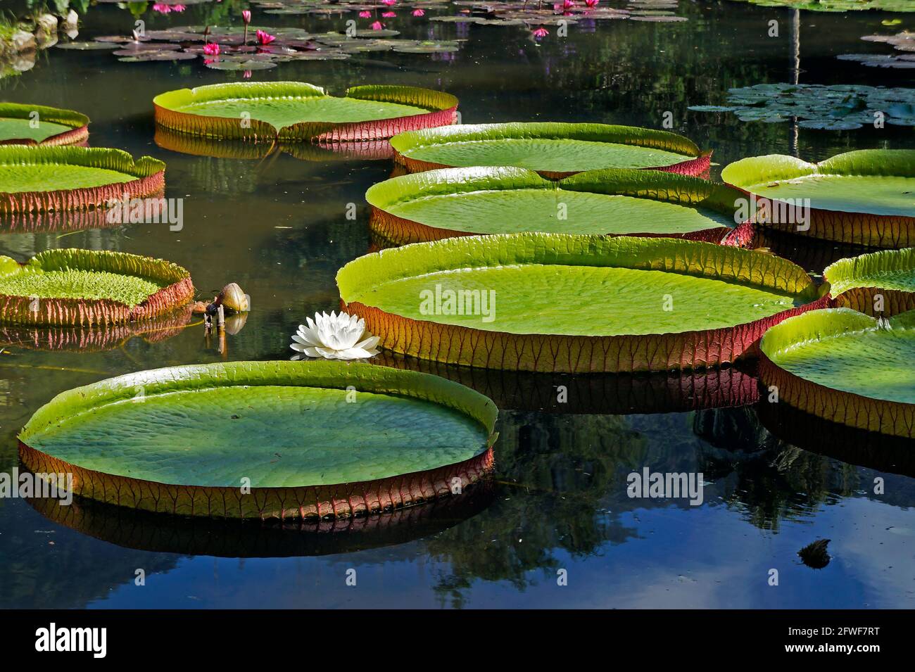 Victoria regia (Victoria amazonica) am See Stockfotografie - Alamy
