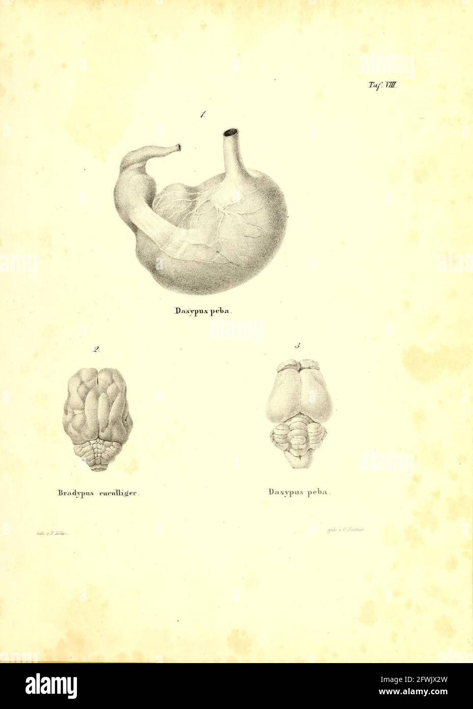 Human skeleton with labeled anatomy -Fotos und -Bildmaterial in hoher ...