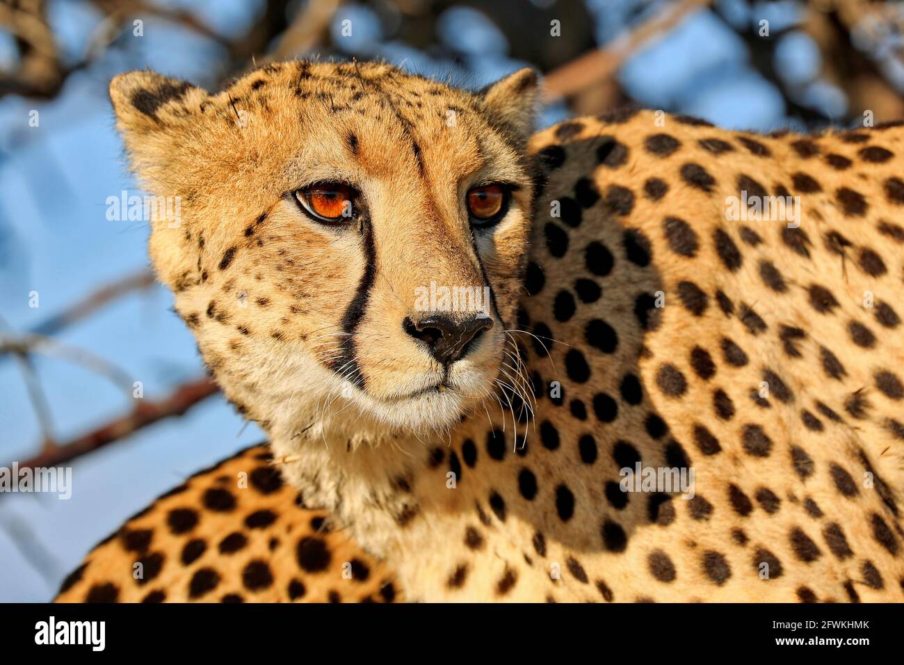 Sudafrikanische gepard -Fotos und -Bildmaterial in hoher Auflösung – Alamy