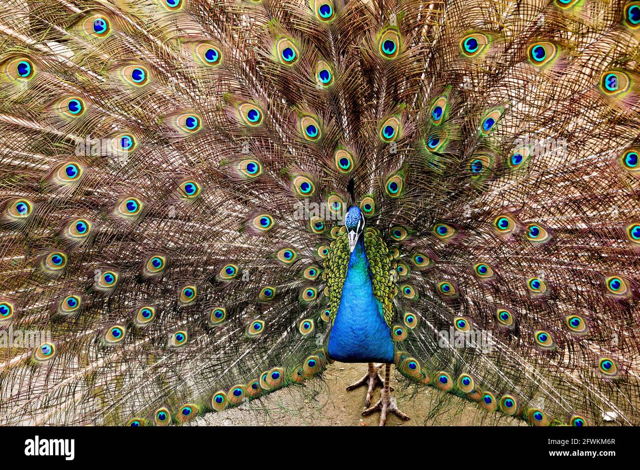 Pfauenfeder bilder -Fotos und -Bildmaterial in hoher Auflösung – Alamy