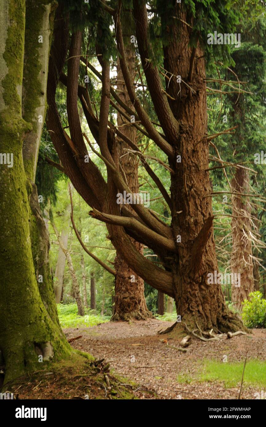 Gros tronc -Fotos und -Bildmaterial in hoher Auflösung – Alamy