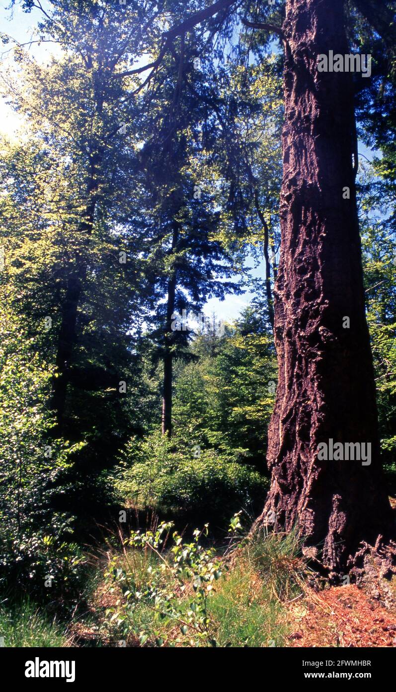 Gros tronc -Fotos und -Bildmaterial in hoher Auflösung – Alamy