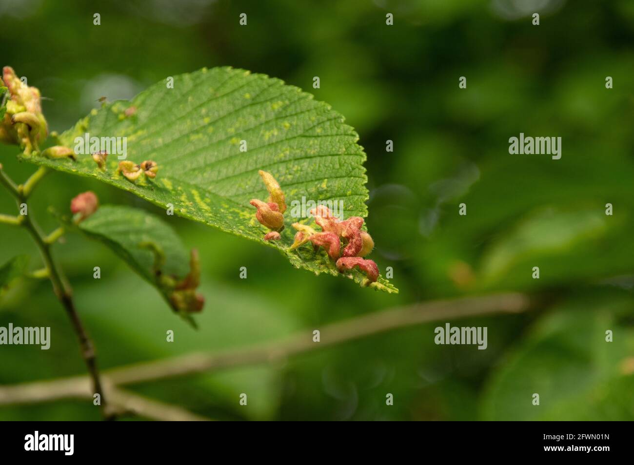 Galls Aphids Stockfotos und -bilder Kaufen - Alamy