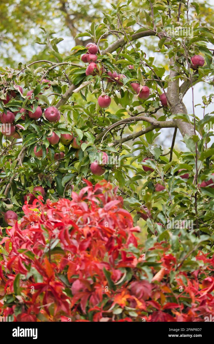 Apfelbaum mit reifen roten Äpfeln, die an den Ästen hängen, und davor ...