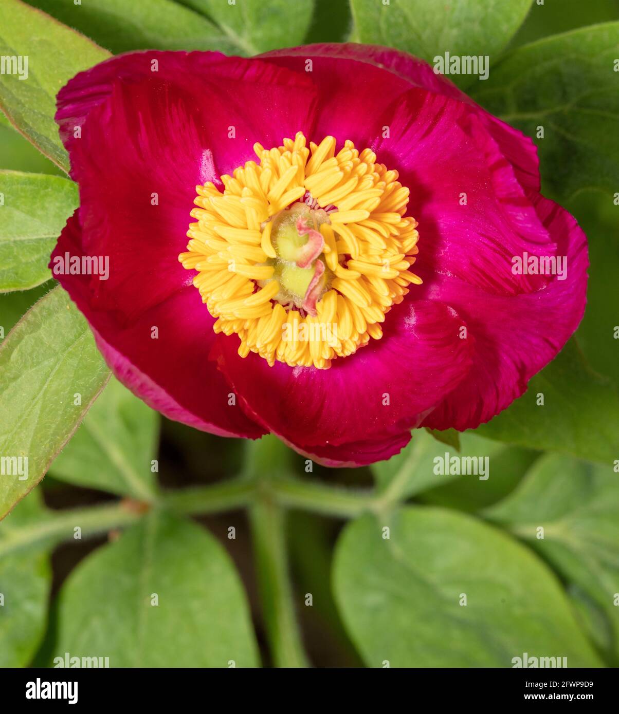 Paeonia officinalis subsp microcarpa -Fotos und -Bildmaterial in hoher ...