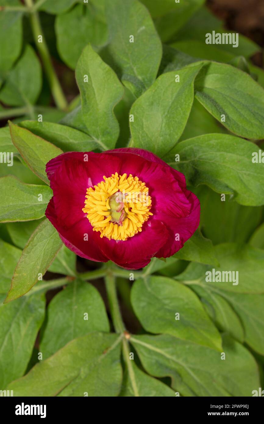 Paeonia officinalis subsp microcarpa -Fotos und -Bildmaterial in hoher ...