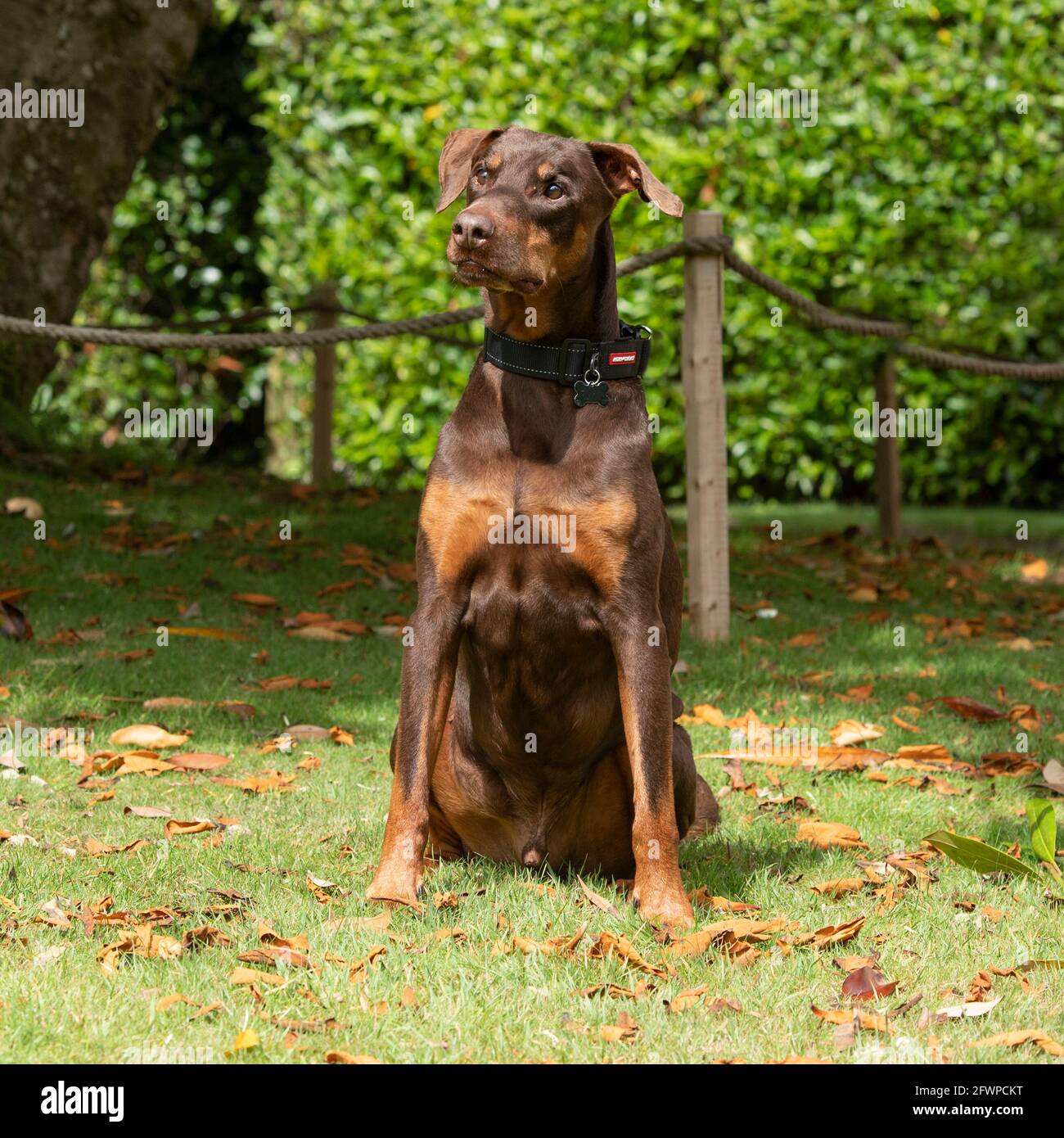Brauner dobermann -Fotos und -Bildmaterial in hoher Auflösung – Alamy