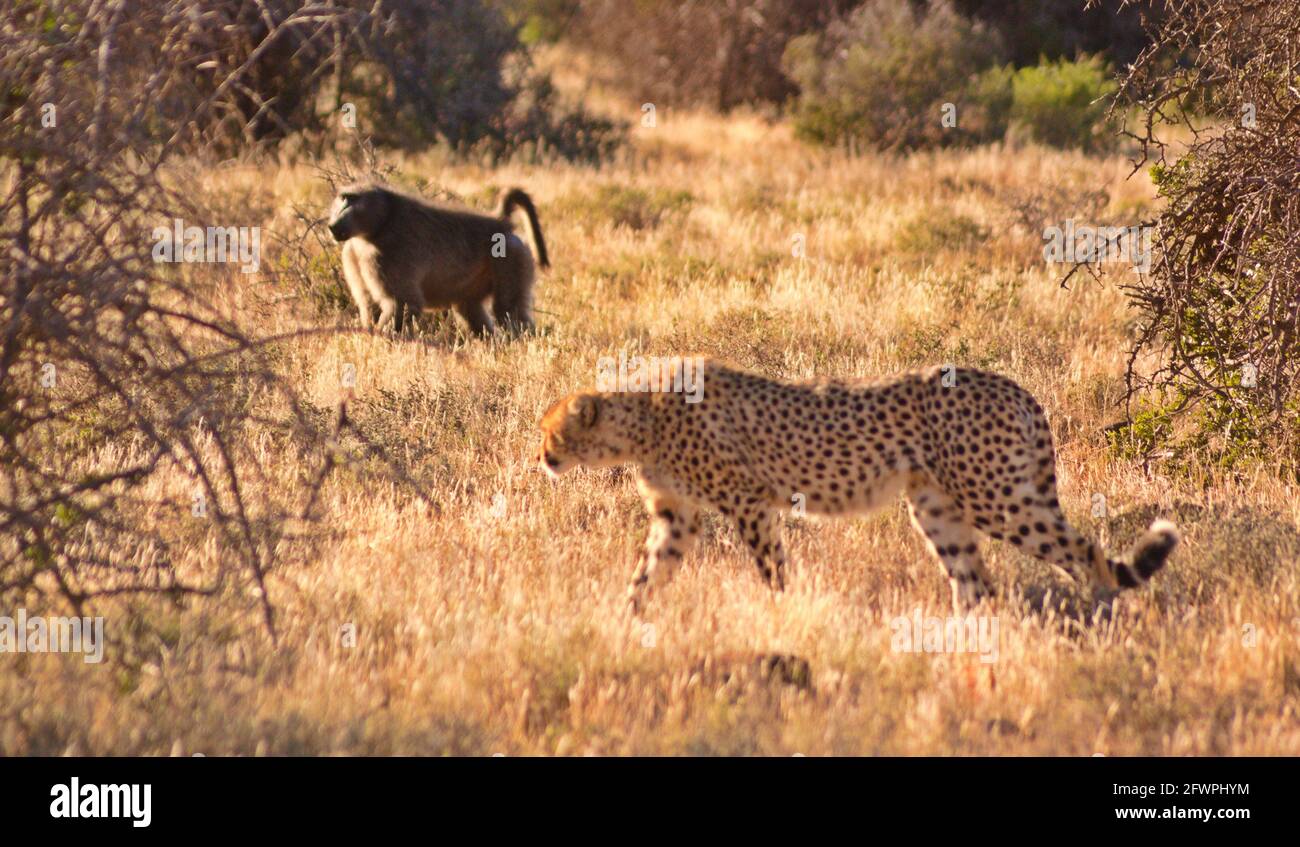 Gepard zusammen -Fotos und -Bildmaterial in hoher Auflösung – Alamy