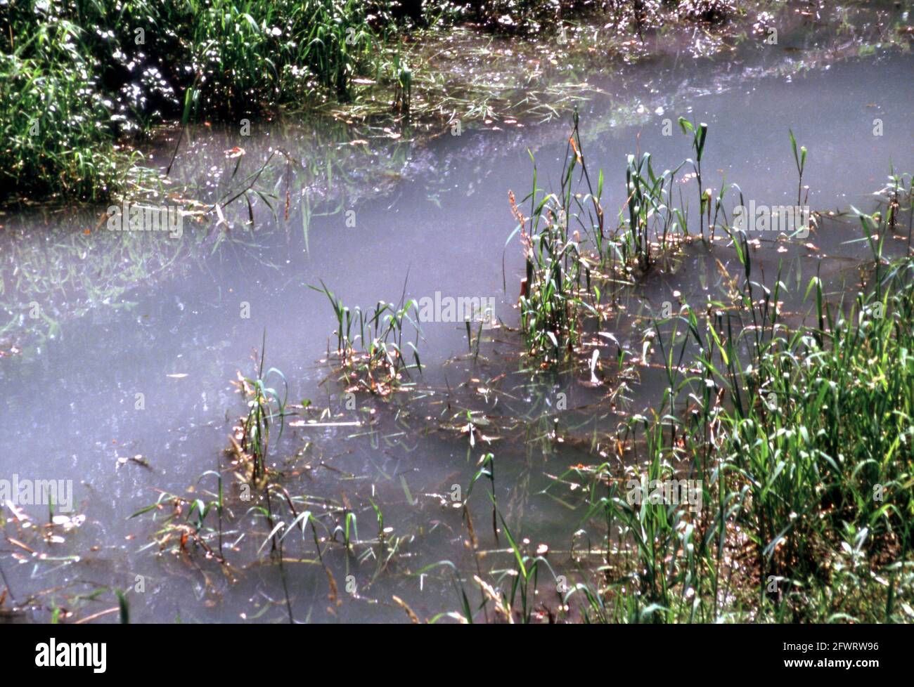 Palude dei mareschi -Fotos und -Bildmaterial in hoher Auflösung – Alamy